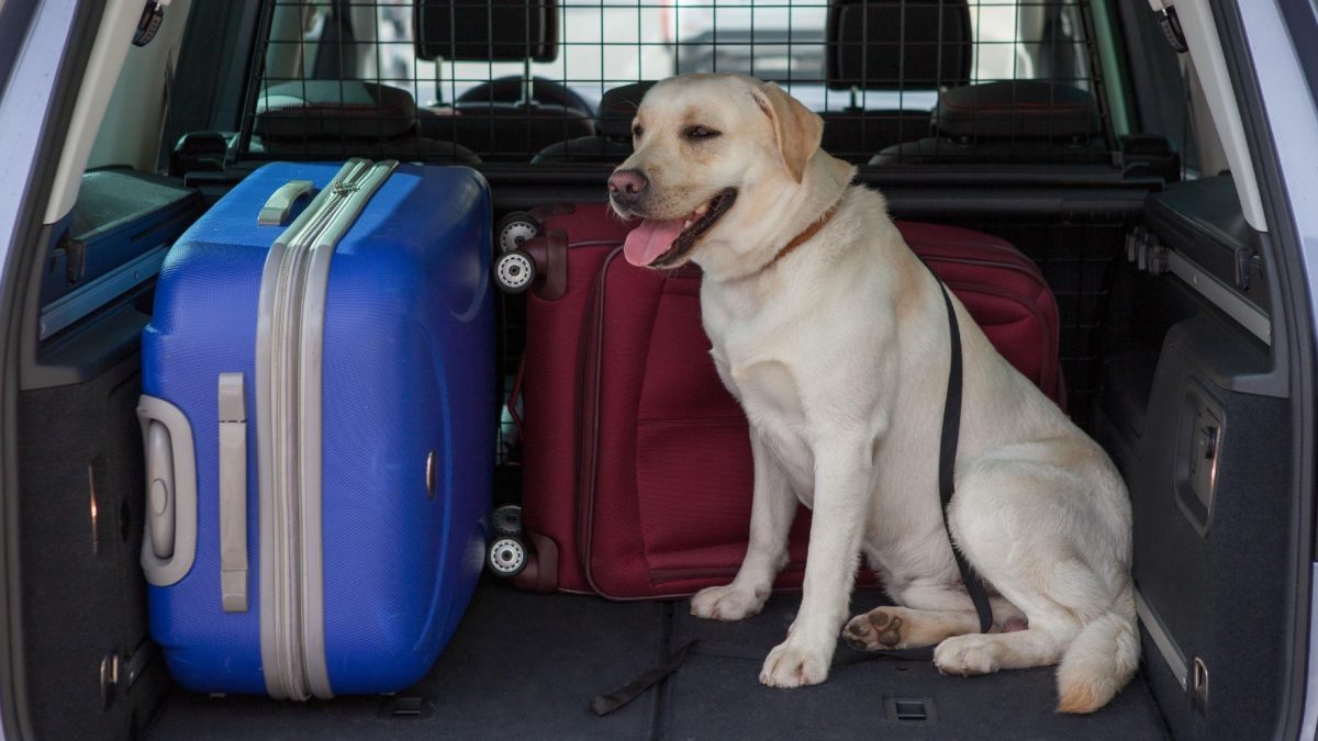 Ford prepara el modo Mascota con un botón específico