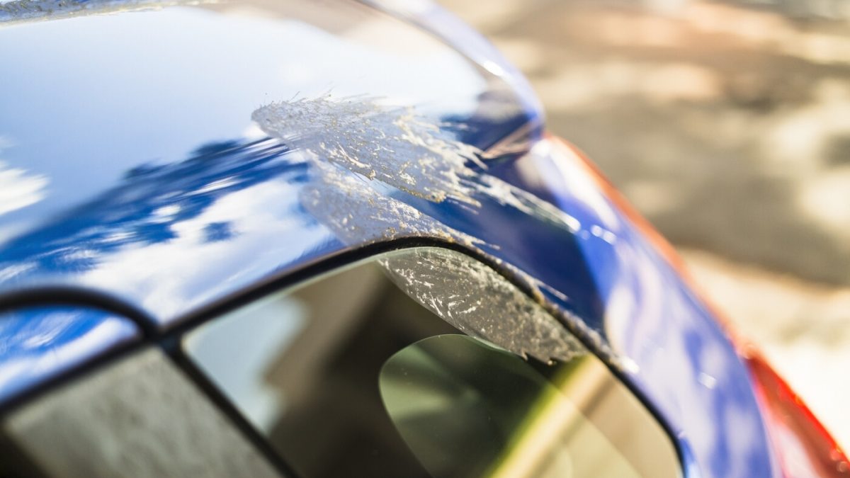 Cómo quitar el excremento de pájaro (incluso seco) fácilmente y sin ...