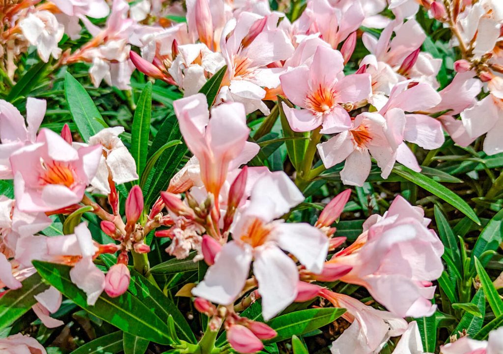 Lo que casi nadie sabe de las peligrosas adelfas de las autovías: ¿por ...