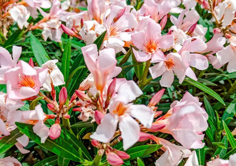 El secreto de las adelfas en las autovías españolas: un plan perfecto