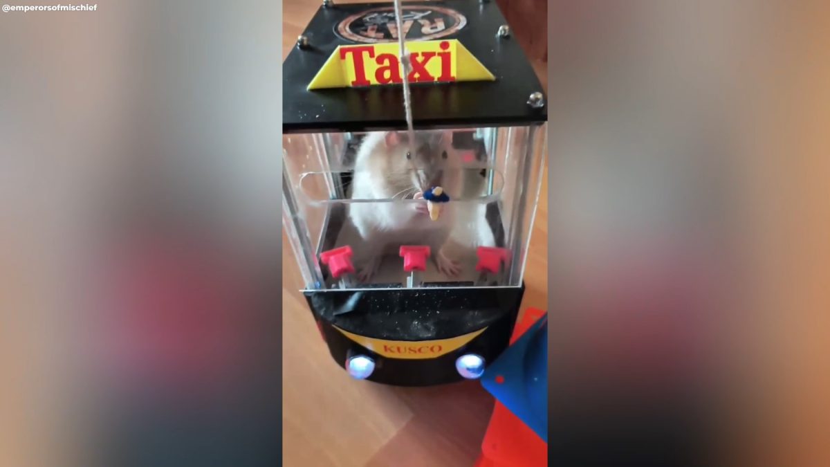 Stuart Little existe y maneja un taxi de juguete: esta rata consigue ...