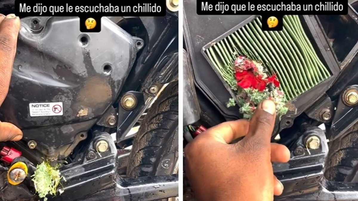 Escuchaba un chillido en su moto, abrió el filtro del aire y encontró ...