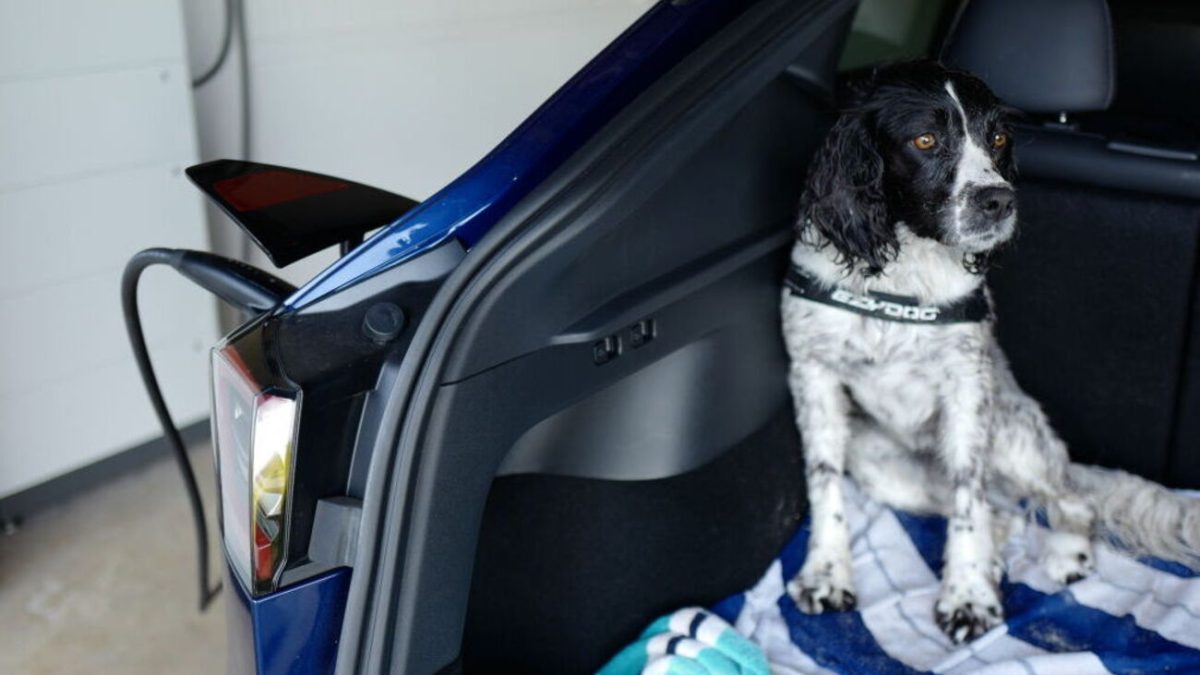 Buenas noticias si tienes un coche eléctrico y te mueves con tu perro