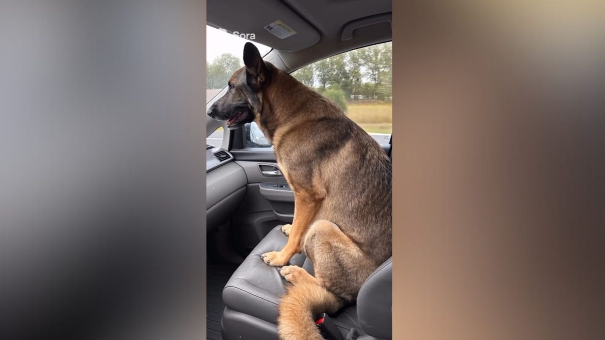 Es inteligencia artificial, pero este vídeo refleja a la perfección por ...